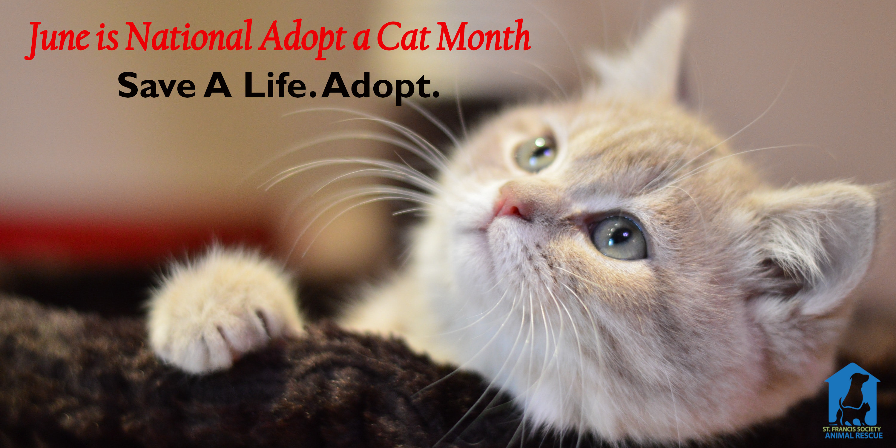 St. Francis Society Animal Rescue - non-profit cat & dog rescue and ...